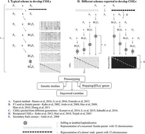 Schematic Diagram On Development Of Cssls Download Scientific Diagram