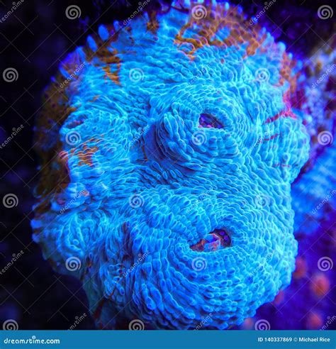 Acanthastrea Echinata Stock Image Image Of Tentacles 140337869