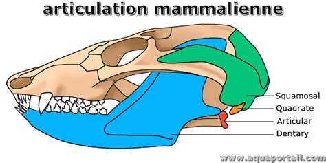 Articulation Mammalienne Définition Et Explications
