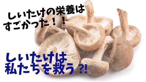 しいたけの栄養！ しいたけは生活習慣病の予防に最適？｜食材食品ハンター