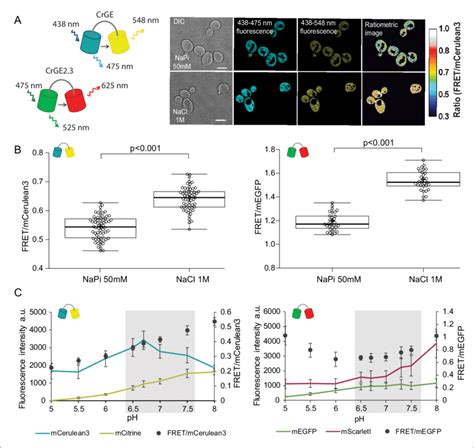 Crowding Sensor With Traditional Cfp Yfp Fret Pair Is Functional In