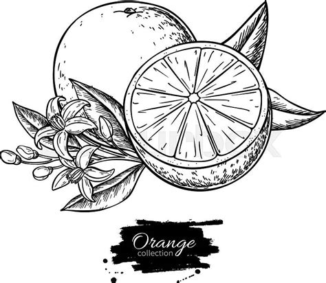 Orange Fruit Vector Drawing Set Summer Food Engraved Illustration