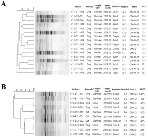 Prevalence And Characterization Of Extended Spectrum β Lactamase Producing Escherichia Coli