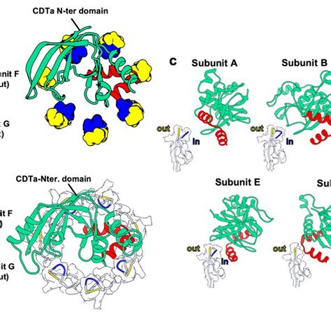 Nss Loop Conformations A Concentric Circles Of Nss Loops Conformations