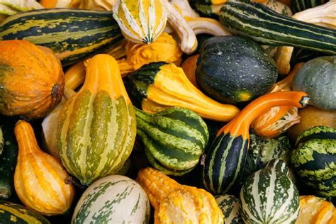 Gourd Alchetron The Free Social Encyclopedia