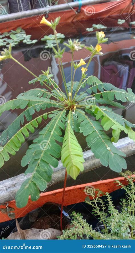 A Beautiful Wild Grass Like Ornamental Plant Stock Image Image Of