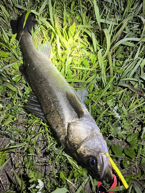 Pazdesign On Twitter Rt Kou Angler