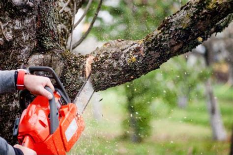 Serviço De Jardinagem Com Corte E Poda De Árvores