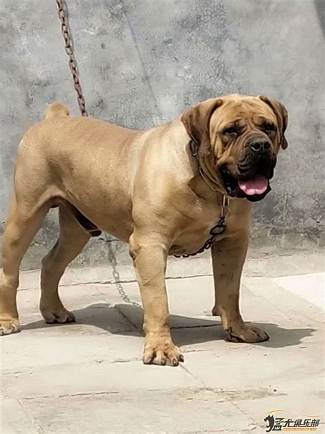 南非獒犬巨型南非獒犬第5页大山谷图库