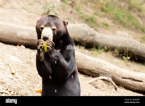 Helarctos Malayanus Bear The Malaysian Bear Has An Open Mouth And