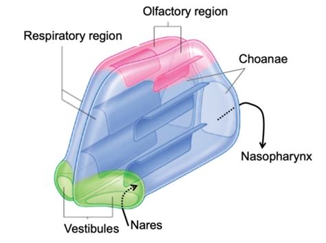 Anatomy Nasal Cavity Flashcards Quizlet