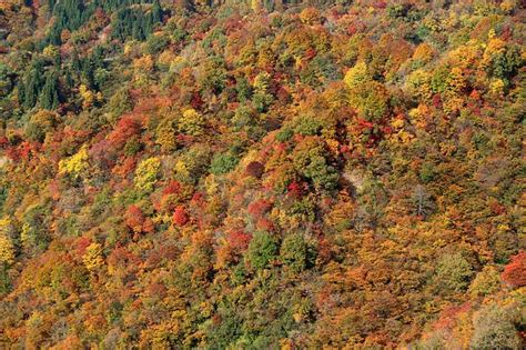 紅葉 その1 夜空を見上げるブログ 楽天ブログ