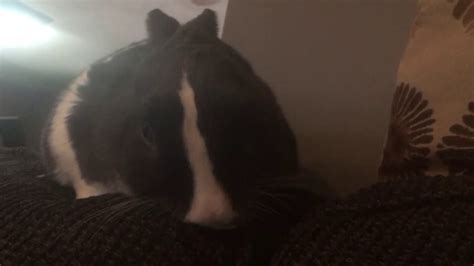 Cute Bunny Chilling On The Couch Youtube