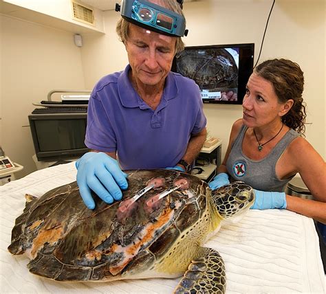 Dentist Mends Sea Turtle S Fractured Shell