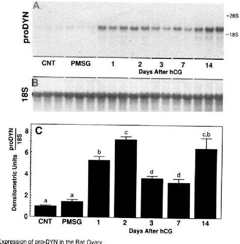 Figure 1 From Regulation Of Prodynorphin Gene Expression In The Ovary