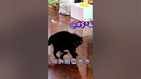 貓咪：救命啊有人想害朕 Truemii Shorts 貓咪 寵物 鯊魚 Ignaughty 0314 授權 Youtube