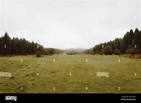 Silent Lawn With Green Grass Close To Forest And Small Trees Under