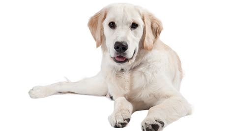 Examples Twn39bshm Replicate