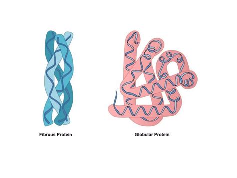 Protein And Its Classification Ppt