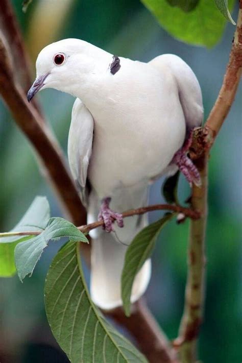 Ring Neck Doves ╰⊱♥⊱╮ Животные Красивые птицы Млекопитающие