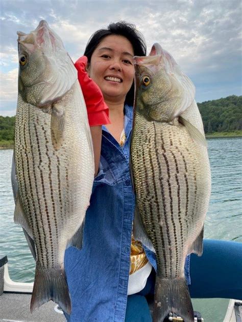 Big Summer Hybrid Striper Fishing On Norfork Lake Near Mountain Home Out Of Blackburns Resort