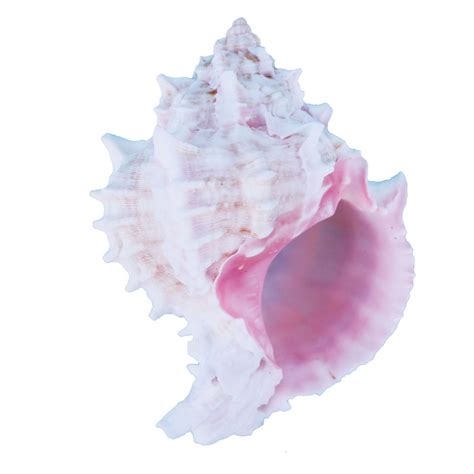Black Murex Murex Shells California Seashell Company