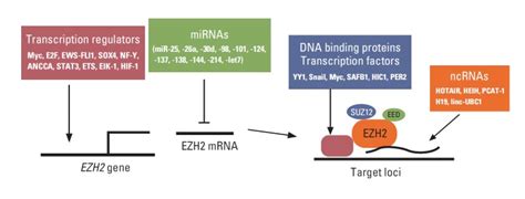 Regulation And Role Of EZH2 In Cancer PMC