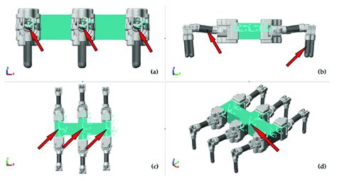 A Positioning Of The Leg Pairs On The Body Along The X And Z Axis Download Scientific