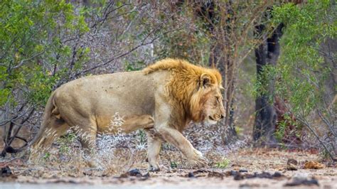 The Largest Lion Ever Recorded And What Made It Extraordinary
