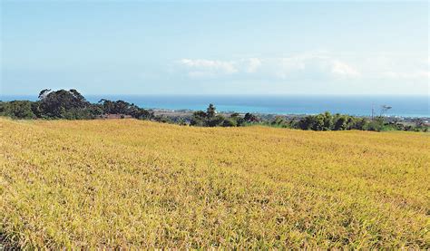 農委會縮減水稻田 降公糧收購量把水找回來環境願景工程基金會