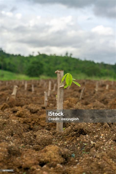 Cassava Stem Cuttings Seedlings Of Cassava Are Grown After Planting