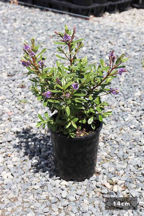 Border Plants Dinsan Nursery