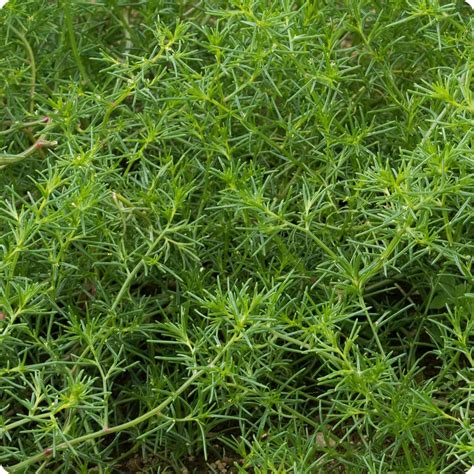 Saltwort Plant Seeds Planting And Growth Guide 100 Pcs