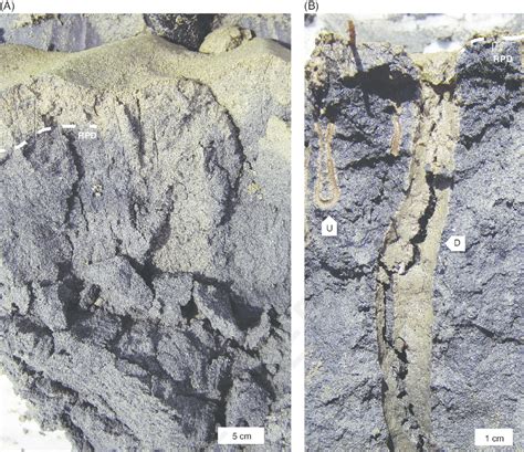 Redox Potential Discontinuity Rpd A Redox Potential Discontinuity