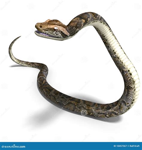 Royal Python Stock Illustration Illustration Of Insidiousness 10457567