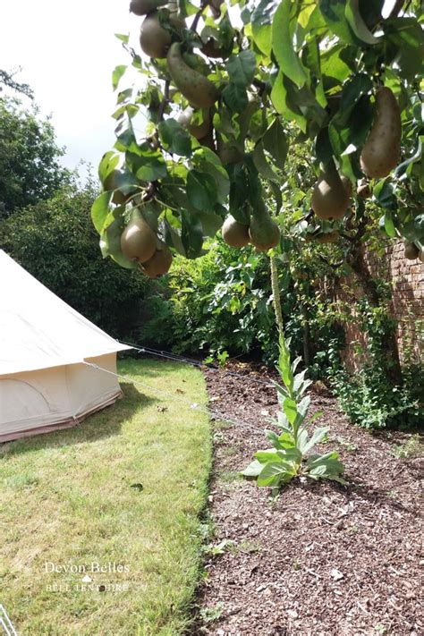Glamping Bell Tent Nature Aesthetic Tent Hire Bell Tent Glamping