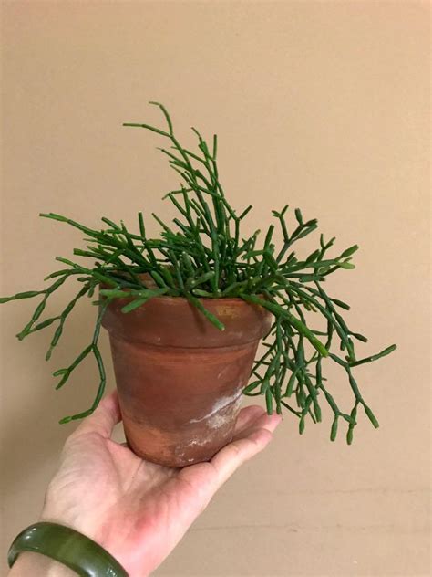 Hatiora Salicornioides Dancing Bone Plant Furniture And Home Living