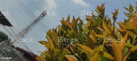 자연 녹색 잎 패턴 Syzygium Oleina 햇빛에 노출 된 식물 푸쿡 메라 Syzygium Oleina 또는 붉은 싹 또는