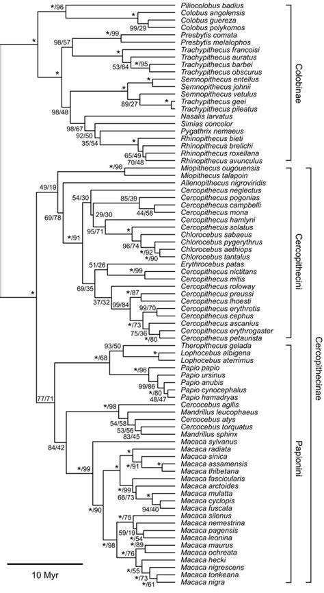 Mitochondrial Tree Of Cercopithecoid Species Maximum Clade Credibility