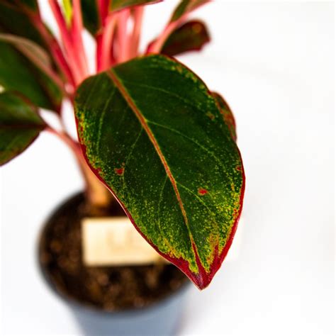 Аглаонема Крит Aglaonema Crete 25/12 — комнатное растение купить в ...