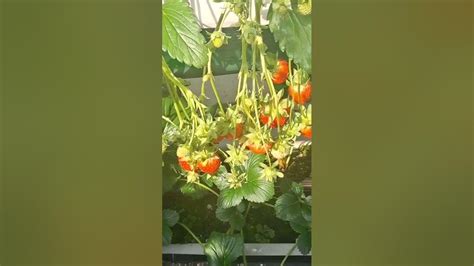 딸기농장체험 🍓 🍓 🍓 빨갛게 잘익은 딸기가 너무 탐스러워요 🍓 🍓 🍓 Youtube