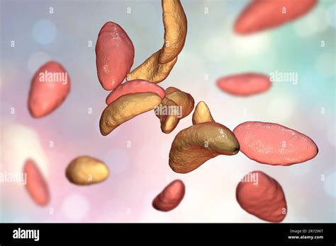 Toxoplasma Gondii In Tachyzoite Stage Illustration T Gondii Is A