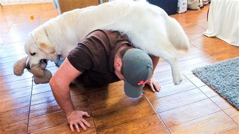 Dog Interrupts Workout Funny Dog Bailey Youtube
