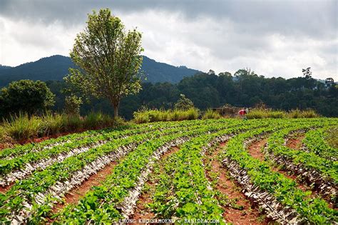 ไร่สตอเบอรี่ สวนดอยแก้ว สะเมิง ปลอดสารพิษ การจัดภูมิทัศน์สวนหลังบ้าน