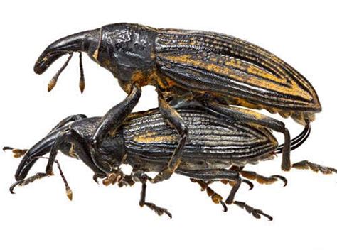 At It Like Rabbits Bizarre Animal Sex In Pictures New Scientist