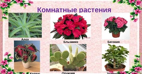 Названия комнатных цветов с фотографиями и названиями: Каталог ...