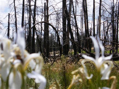 Reverse Focus By Auzrill On Deviantart