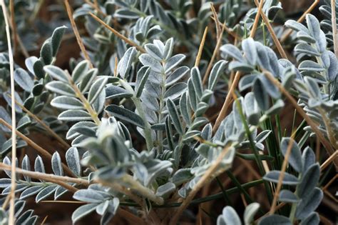 Flore Terrestre Parc National Des Calanques