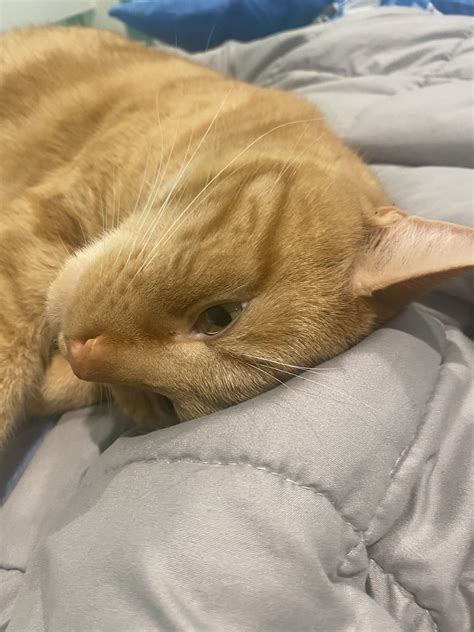 Biscuits Daily Picture Album On Imgur