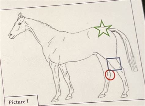 ANSC Exam Flashcards Quizlet ANSC Exam Flashcards Quizlet